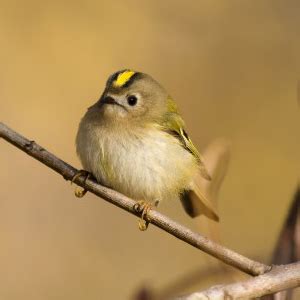 Goldcrest Facts - Goldcrest Information : Twootz.com