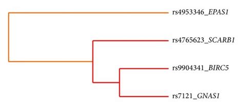 Interaction Dendrogram Provided With Mdr Analysis Dendrogram