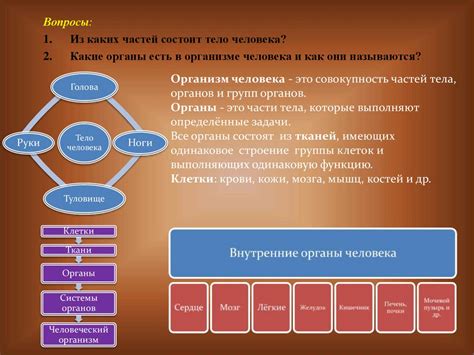 Организм человека презентация онлайн