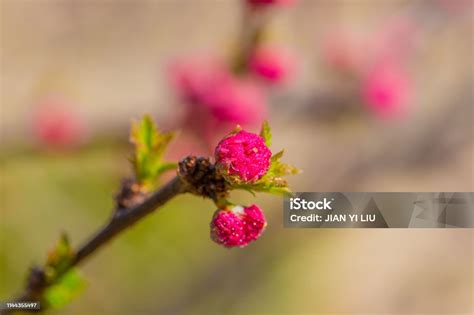 봄 꽃 멀티플렉스 아미 그 달 루스 삼중 바 의 Rehd 0명에 대한 스톡 사진 및 기타 이미지 Istock