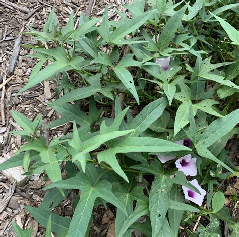 Sweet Potato ‘molokai Purple Edible Jungle Nursery