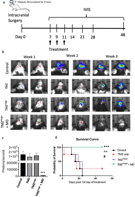 Magnetic Guidance Of Tmz Inhibits Brain Tumour Growth Mice Underwent Download Scientific