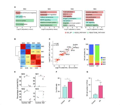 The Functional Characteristics And Distributions Of Four Nk Cell