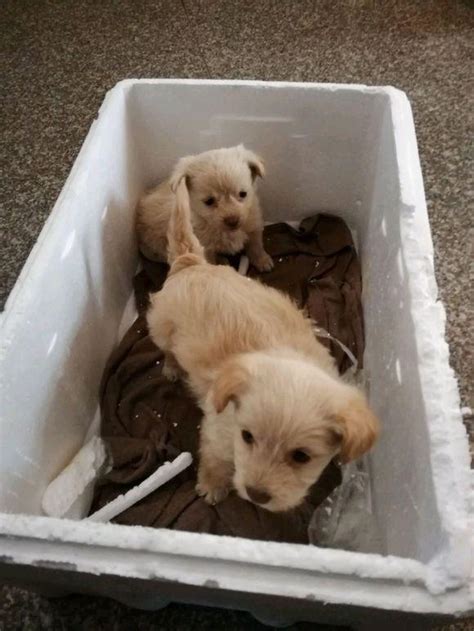 流浪小奶狗被主人丢在超市门口，老板娘看到后转眼就丢在垃圾箱旁