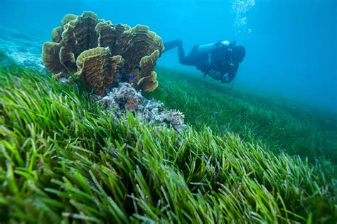 Mangrove Dan Lamun Ekosistem Penting Di Wilayah Pesisir Laut Leuser