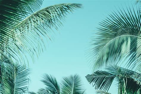 熱帯ヤシの葉の背景 ココナッツヤシの木の透視図 やしの葉のストックフォトや画像を多数ご用意 やしの葉 カラー画像 ココナッツ