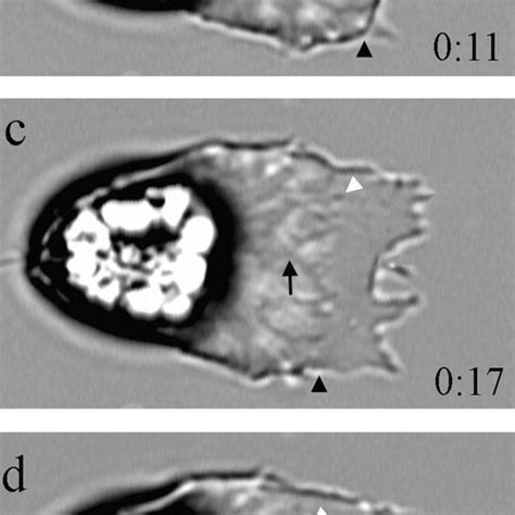 Treatment Of Sperm With Acetate Buffer PH 6 35 Causes The Download Scientific Diagram