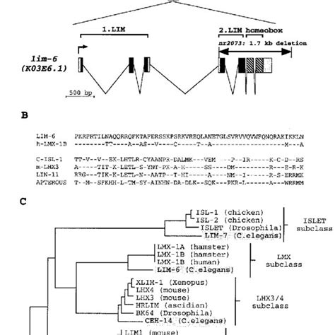 Genomic Structure Of Lim 6 And Sequence Comparisons A Predicted