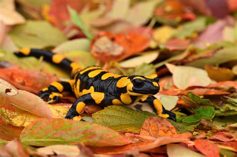 Feuersalamander Forum Für Naturfotografen