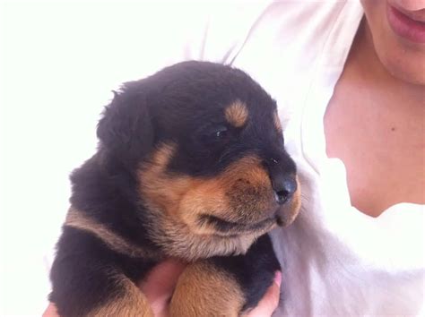 A Old Photo Of My Rooty Scrolller