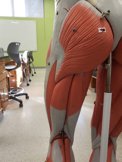 Upper Lower Posterior Leg Superficial Muscles Diagram Quizlet