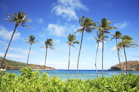 Hanauma Bay And Palms Ii Photograph By Brandon Tabiolo Printscapes