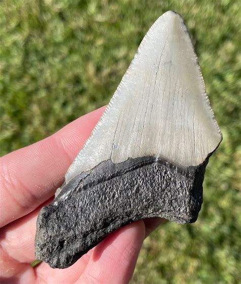 Fossil Megalodon Sharks Tooth Big 33 Meg Meglodon Miocene 4651574693