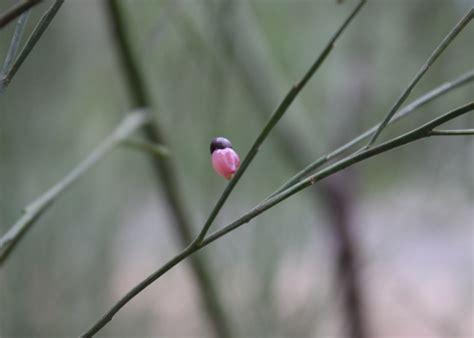 Australian Parasitic Plants Santalaceae