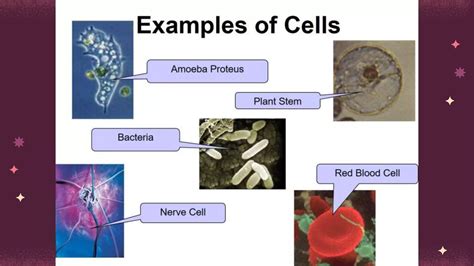 Eukaryotic Cell Structures And Functions Pptx