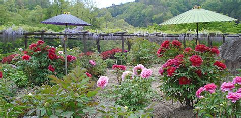 あちこち見て歩記まきばの館美咲花山公園 in 岡山県美咲町
