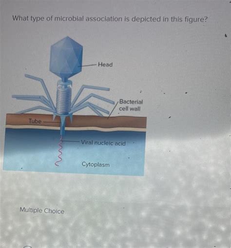 Solved What Type Of Microbial Association Is Depicted In Chegg