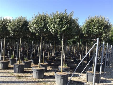 Silverberry Oleaster Trees Elaeagnus Ebbingei Hedging Harrod Outdoors