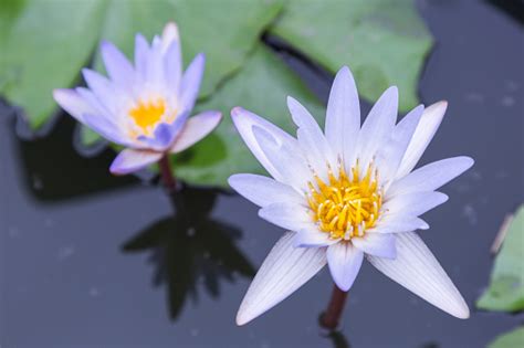 로터스 꽃 또는 수련 꽃 녹색 잎 배경 연못에 화창한 여름 또는 봄 날에 피 Nymphaea 수련 0명에 대한 스톡 사진 및