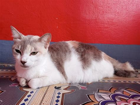 The Mother Cat Is Sunbathing In The Morning Stock Image Image Of