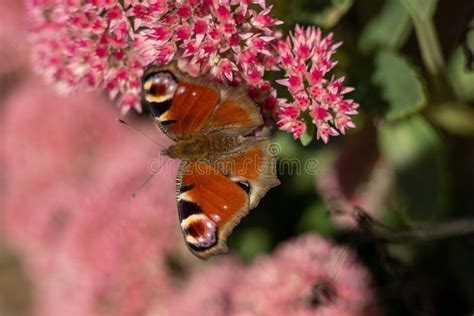 A Peacock Butterfly Is Eating On A Pink Sedum Flower Hare Cabbage A