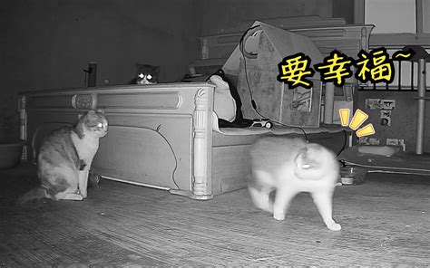 吐血猫猫又惨遭失宠，只能祝她们幸福！ 哔哩哔哩