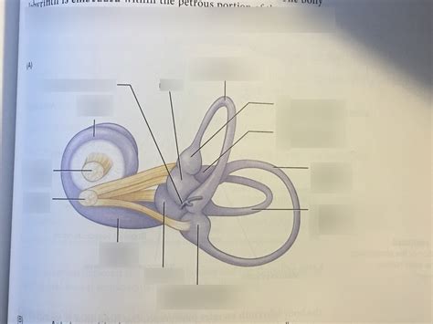 Semicircular Canals And Cochlea Diagram Quizlet