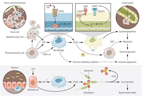 Innate Immune Response In Cancer And Infection Bioserendipity