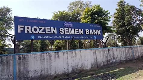 सेक्स सॉर्टेड सीमेन से 90 फीसदी सम्भावना बछिया पैदा होने की ही रहेगी Video Dailymotion