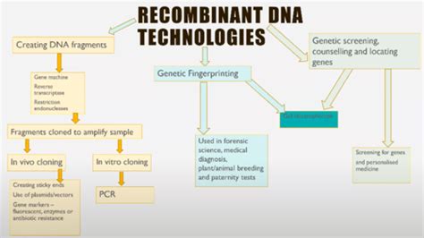 Recombinant DNA Technologies Flashcards Quizlet