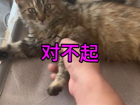 被我收养的流浪猫们真的是对不起了 流浪猫救助 萌宠出道计划 铲屎官的乐趣 可爱到爆炸💥 想办法秋后算账 想办法秋后算账 哔哩哔哩视频