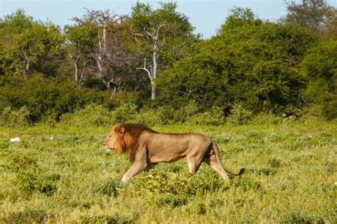 Reisdagboek Zuidelijk Afrika Aantekeningen 5 Uit Namibië Etosha En