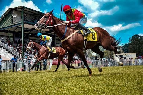 「種牡馬」とは？意味と例文が3秒でわかる！ コトワカkotowaka
