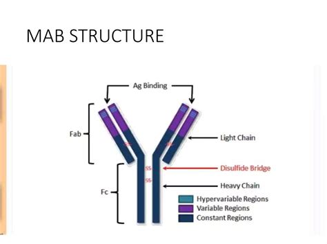 Immunotherapy Nomenclature Pptx