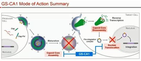 A New Generation Of Novel Hiv Small Molecule Antivirals Seeking Alpha
