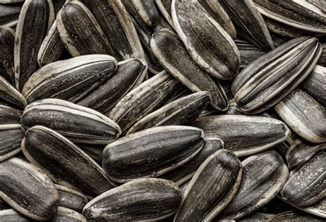 כל מה שצריך לדעת על גרעינים שחורים בריא משמין סכנה לשיניים חדשות מעריב