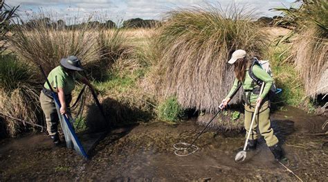 Innovative Electric Barrier Protects Mudfish Habitat Environment