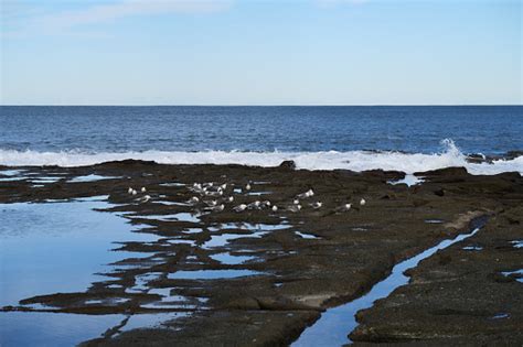 갈매기에게 빵 던지기 On The Rocks 0명에 대한 스톡 사진 및 기타 이미지 0명 갈매기 겨울 Istock