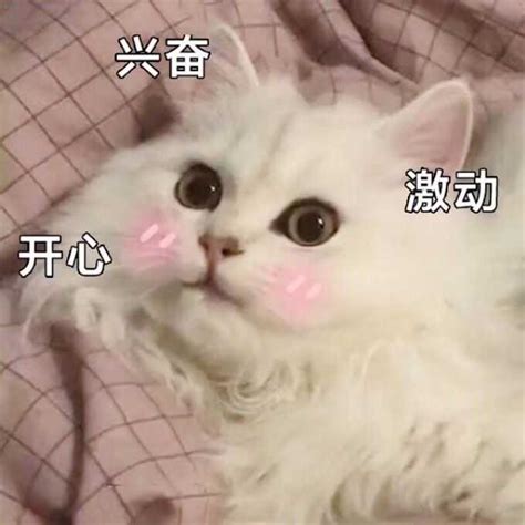 有哪些特别可爱的表情包？ 知乎