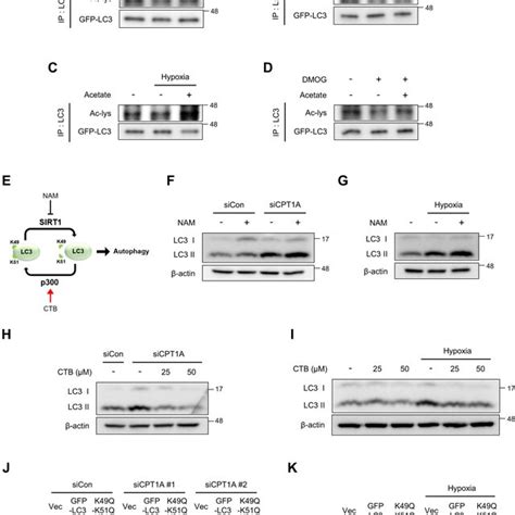 Fao Regulates Lc3 Acetylation A Lc3 Acetylation Was Measured In Gfp Lc3