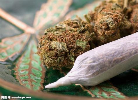 谈虎色变的大麻 博物馆