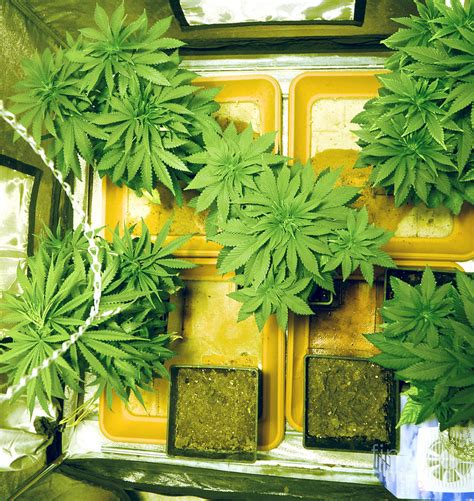 Home Grown Cannabis Plants Photograph By Shay Fogelman Fine Art America