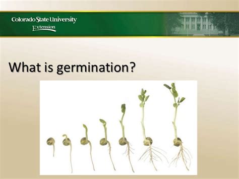Mg Seed Germination Workshop