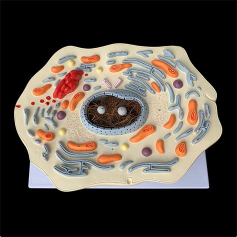 Cellule Animale Cellule Animale Matériel De Laboratoire