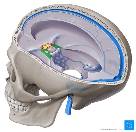 Cavernous Sinus Anatomy Location Contents Drainage Kenhub