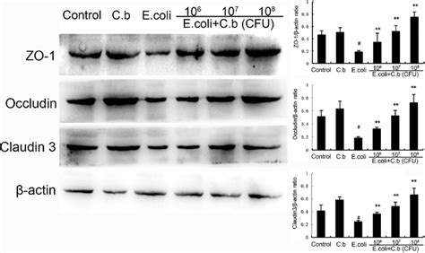 Effects Of C Butyricum On Zo 1 Claudin 3 And Occludin Expression