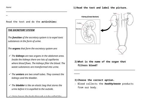 Doc Worksheet 06 The Excretory System Dokumentips