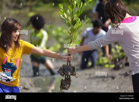 Young Thai People In Mission For Planting New Trees For Mangrove