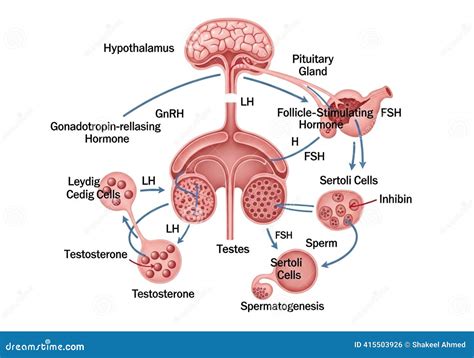 Male Hormone Control Diagram Ppt Mammalian Reproduction The Male