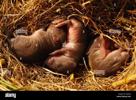 Field Mouse Nest At Roberta Shanklin Blog